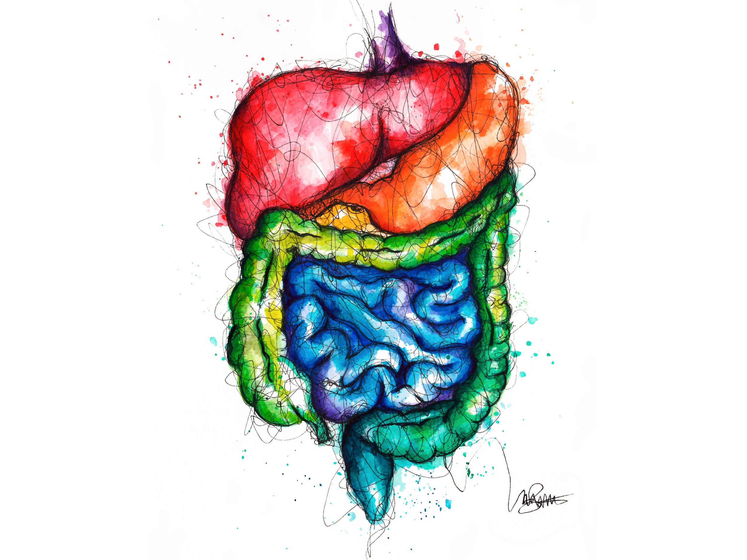 Intestines Art Print - Watercolor and Ink Painting - GI Digestive Tract ...