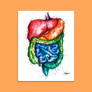 Intestines Art Print - Watercolor and Ink Painting - GI Digestive Tract ...