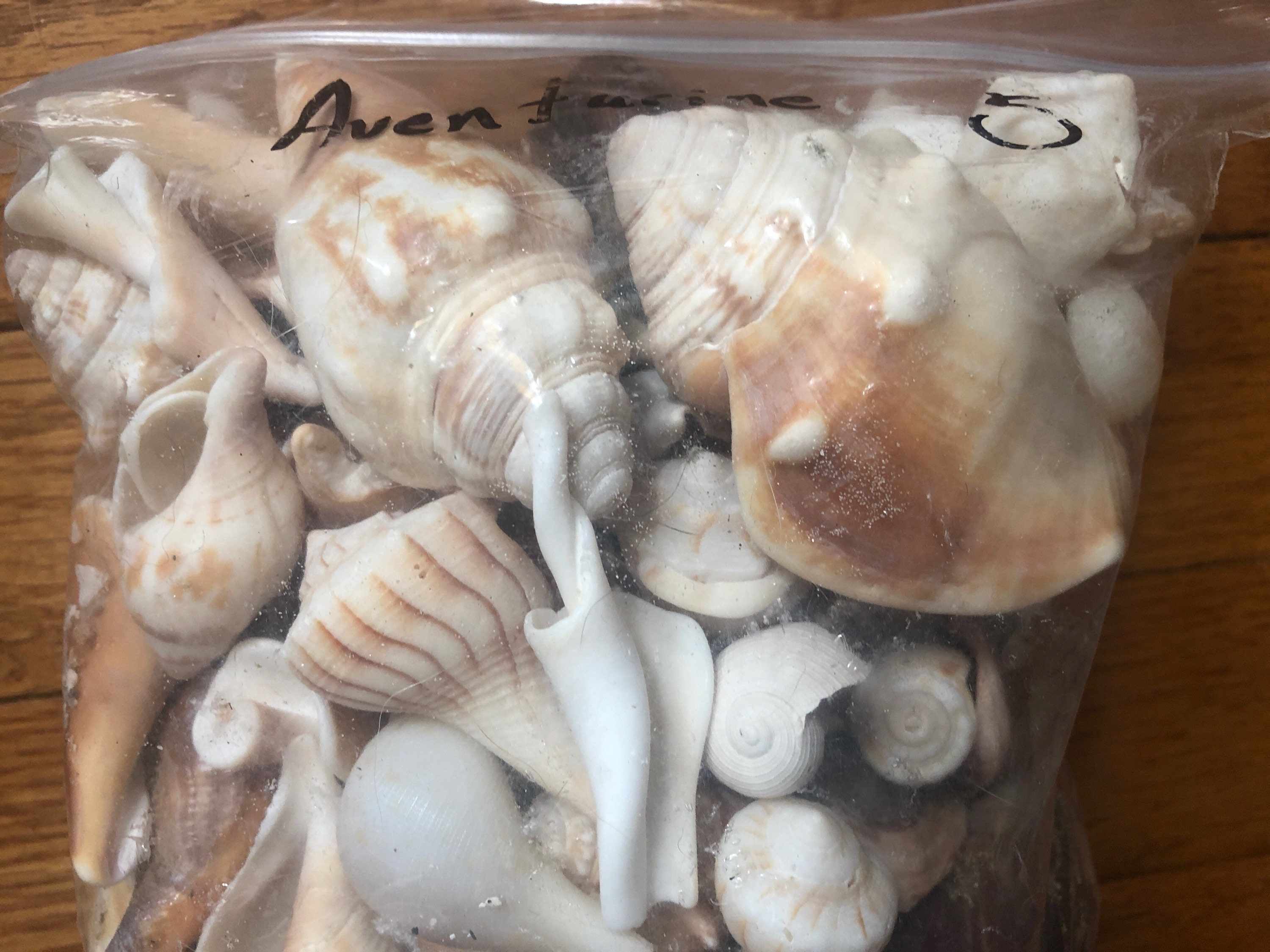 Bulk Seashells Craft Sea Shells Beach Wedding Shells Fish | Etsy