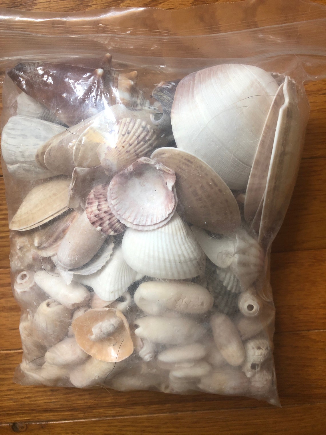 Bulk Seashells Craft Sea Shells Beach Wedding Shells Fish | Etsy