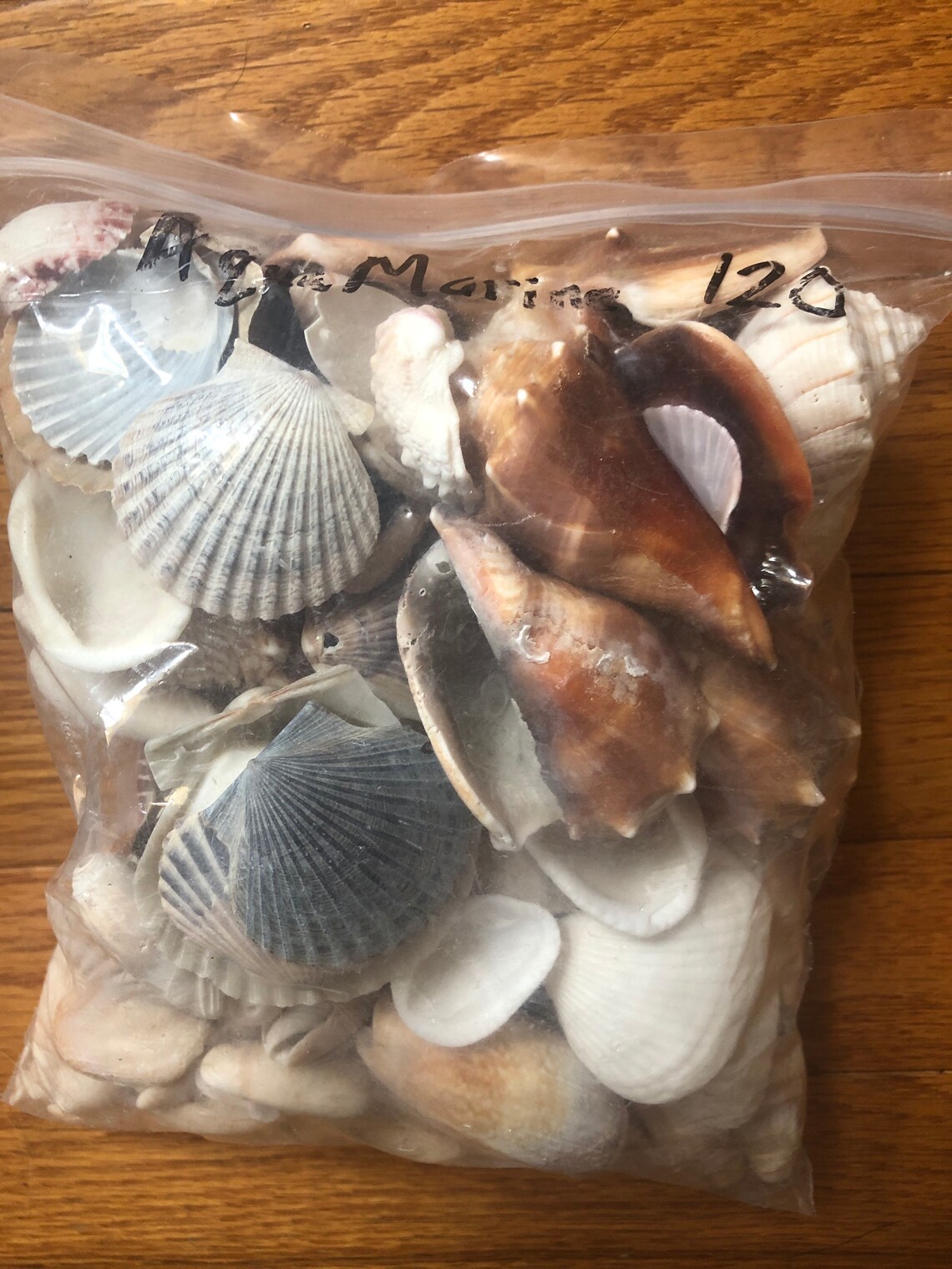 Bulk Seashells Craft Sea Shells Beach Wedding Shells Fish - Etsy