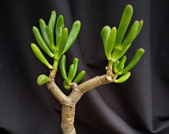 Shrek Ears Succulent - Etsy