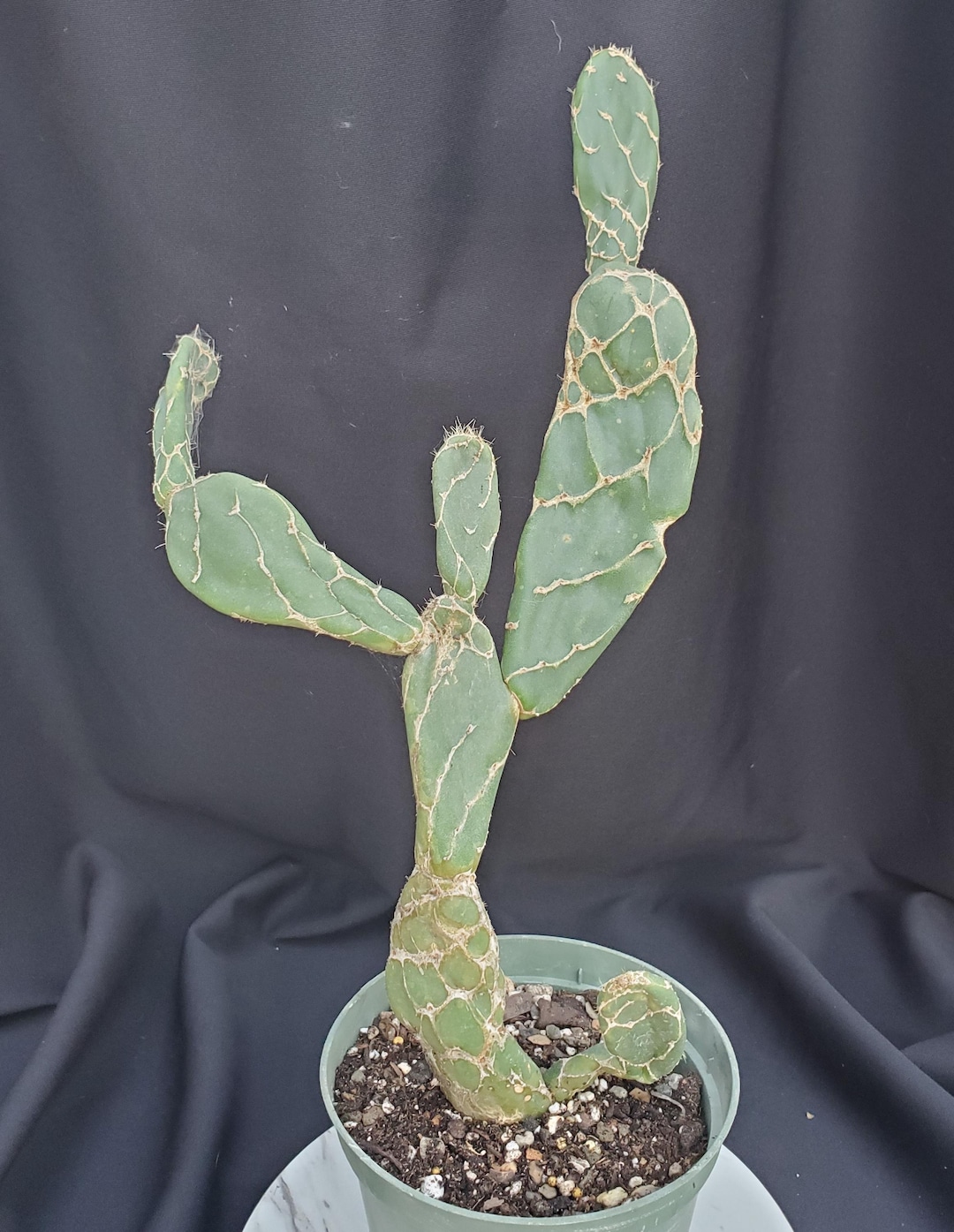 Opuntia Reticulata Zebrina F. Reticulata Weird Plant Live Cactus Cobra ...