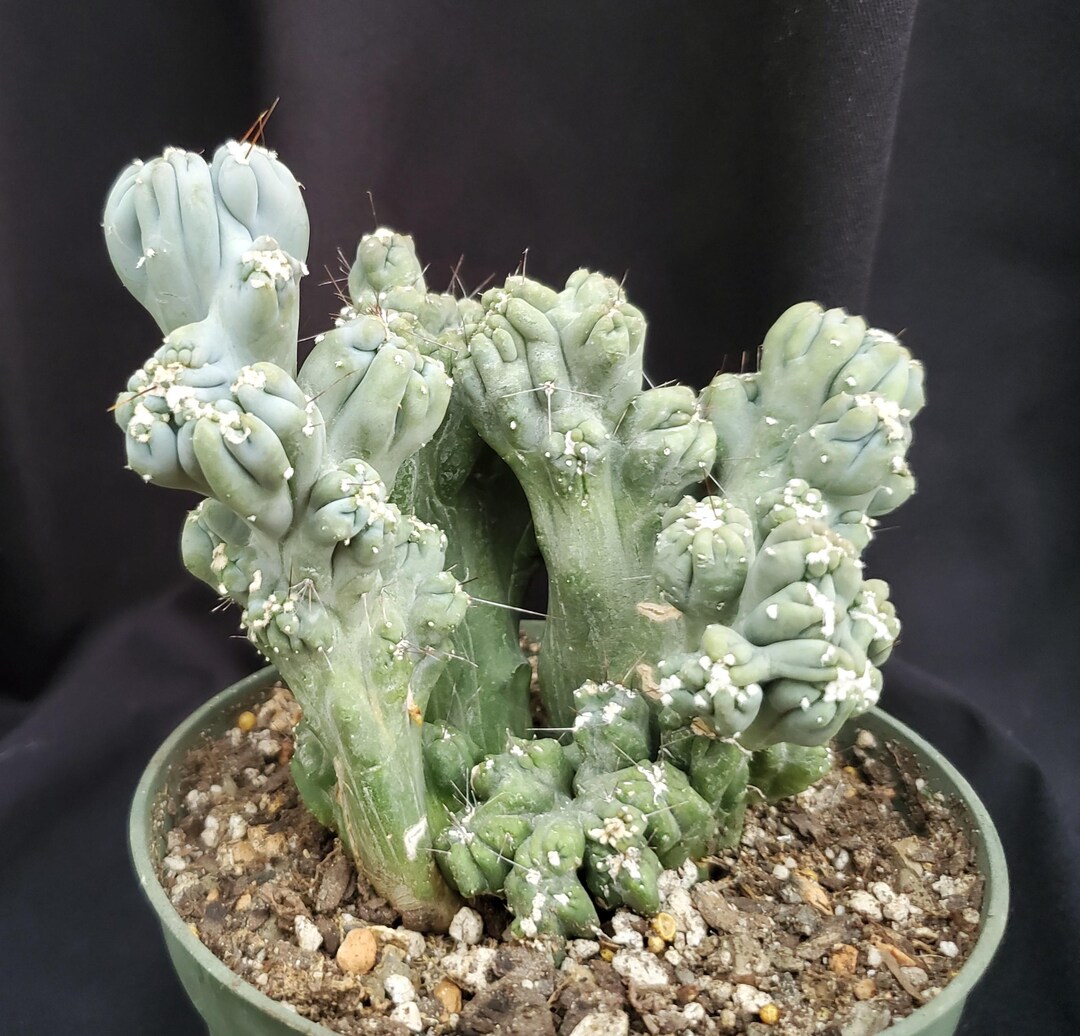 Cereus Forbesii Monstrose 'ming Thing' Live Succulent in a 5 Pot ...