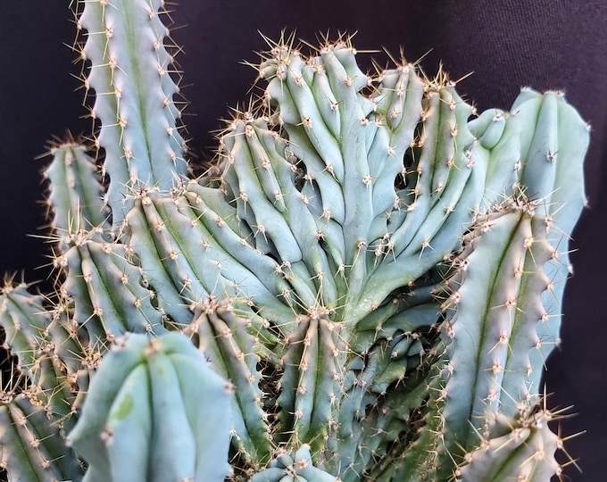 Myrtillocactus Geometrizans Crest Elite * Succulent in a 6" Pot ...
