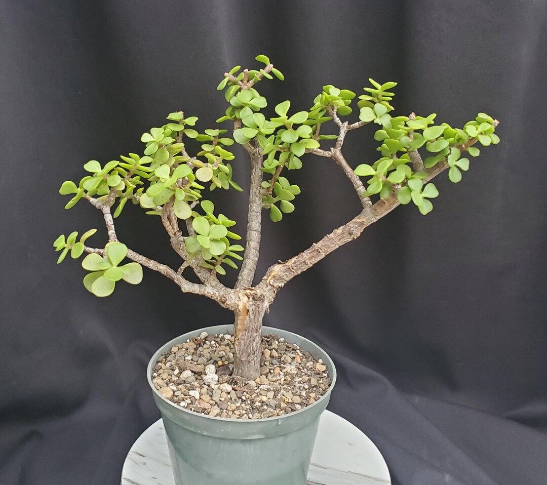 Portulacaria Afra * South African Succulent in 6" Pot * Great Bonsai ...