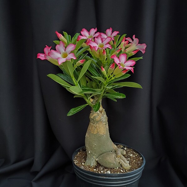Desert Rose Plant - Etsy
