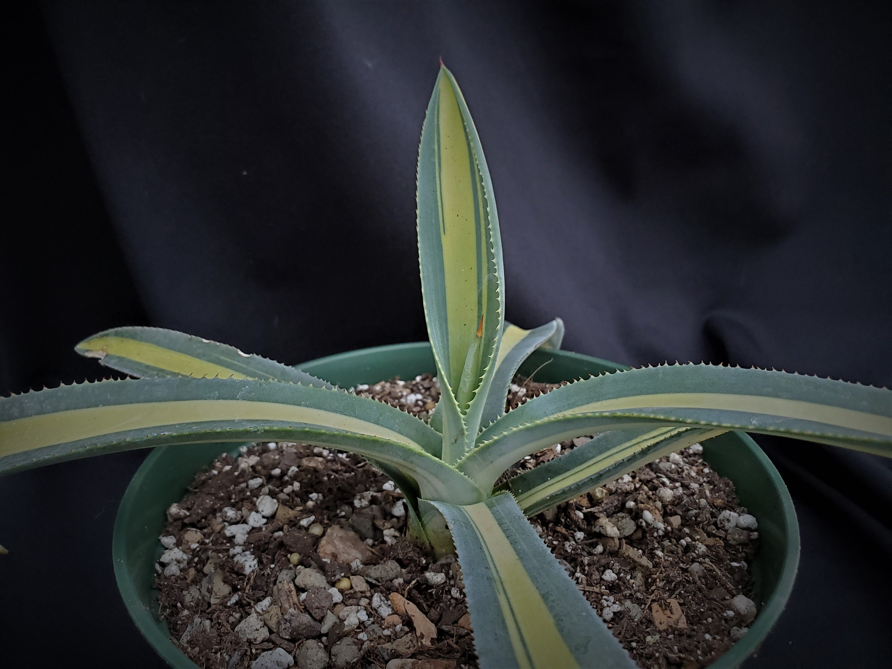 Agave Murpheyi Variegate Rare Succulent In 6 Pot Etsy
