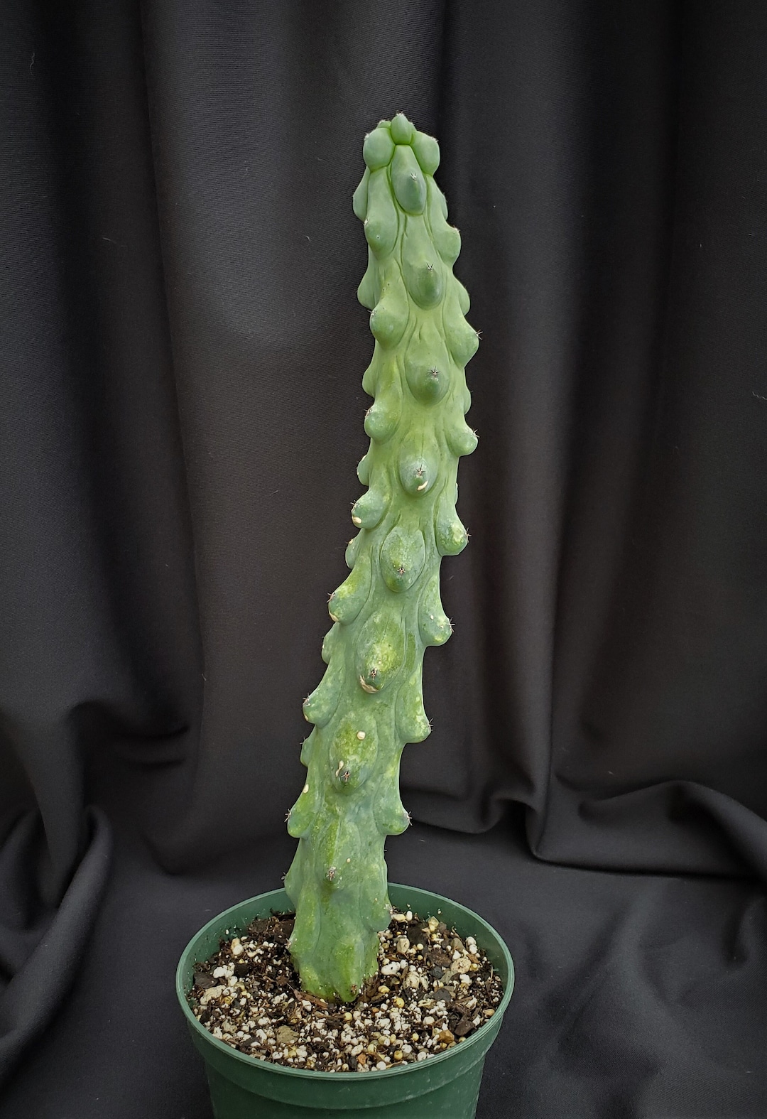 Myrtillocactus Geometrizans 'fukuro' or Fukurokuryuzinboku Weird Breast ...