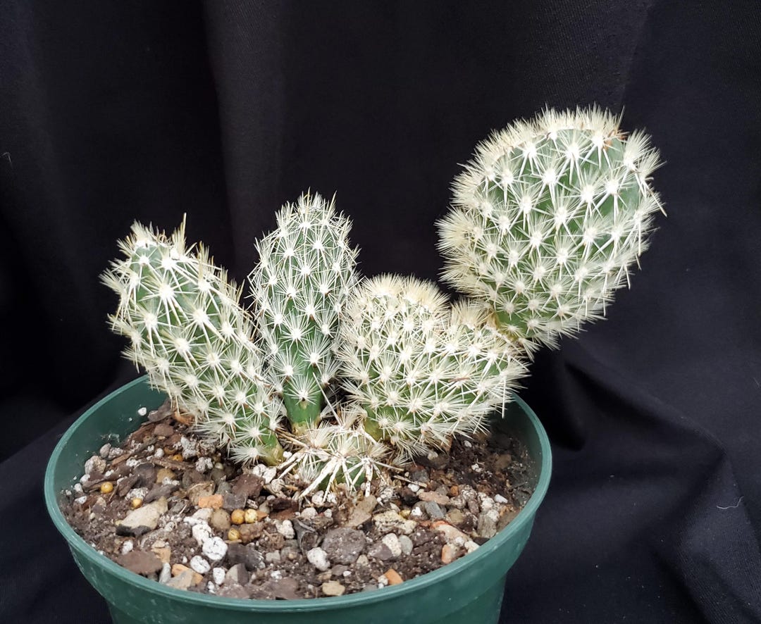 CRESTED Opuntia Clavata Succulent in 5 Pot Angry Cactus Live Succulent ...