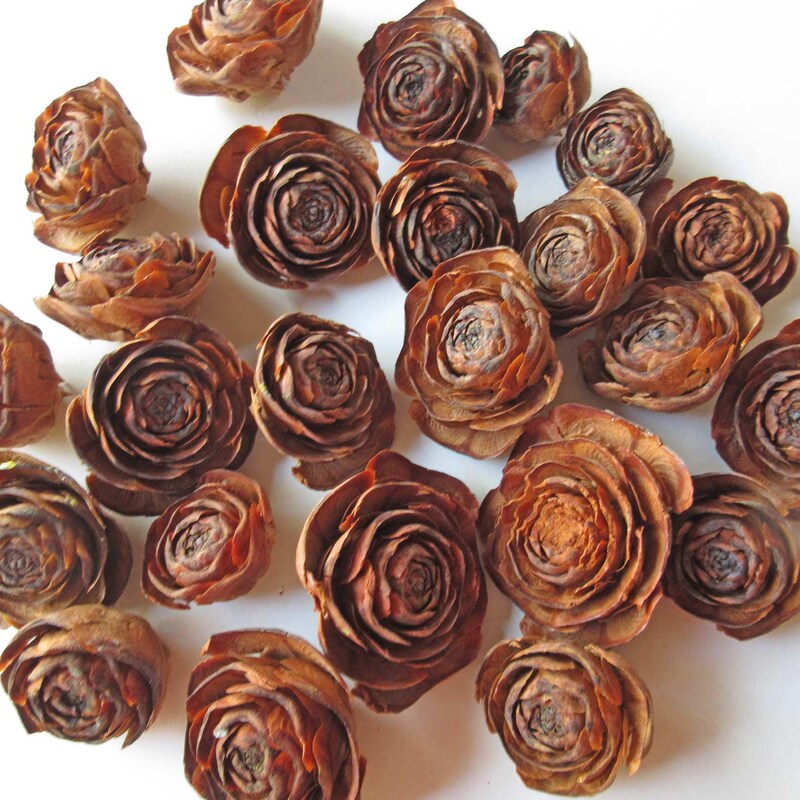 Cedar Roses - Etsy