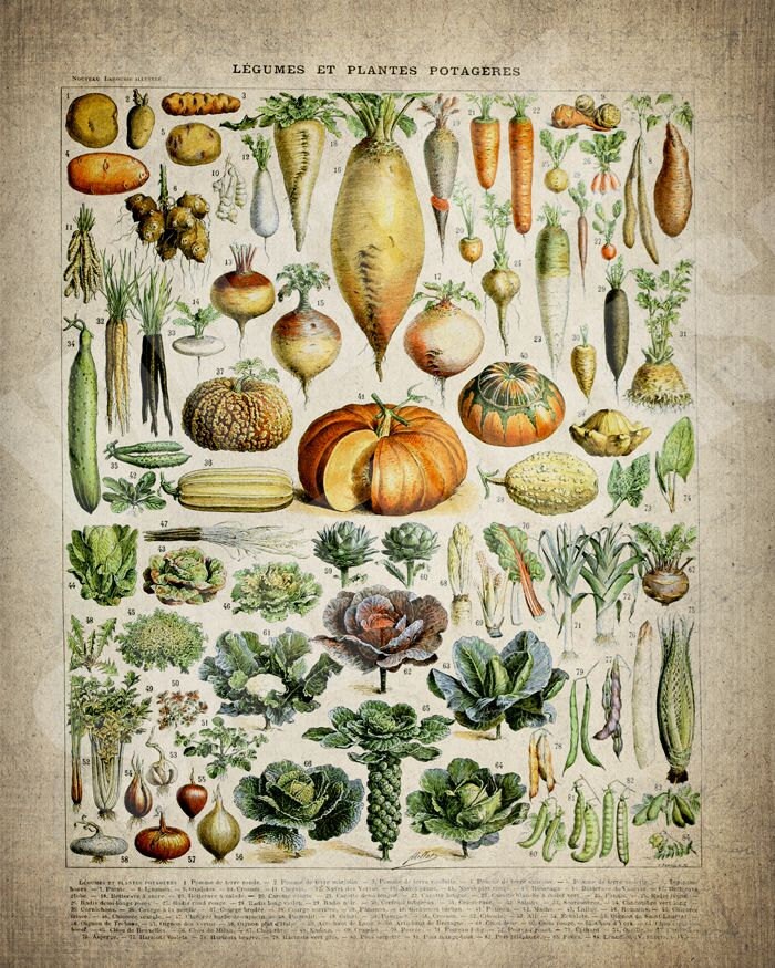 Vintage Vegetable Collage Illustration - Vegetables Legumes ...