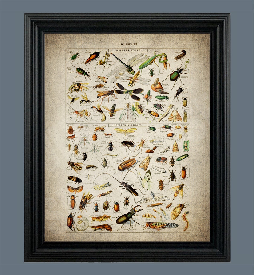 Vintage Insect Illustration - Insect Collage - Insect Art- Vintage Bug ...