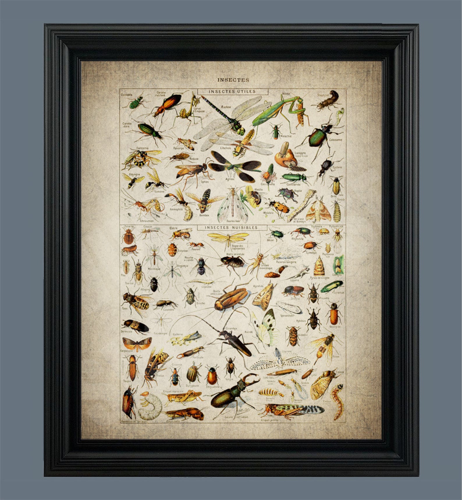Vintage Insect Illustration Insect Collage Insect Art Vintage Bug ...