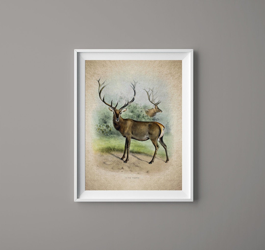 Deer Art Print - Deer Illustration - Hunter Gift - Deer Poster - Deer ...