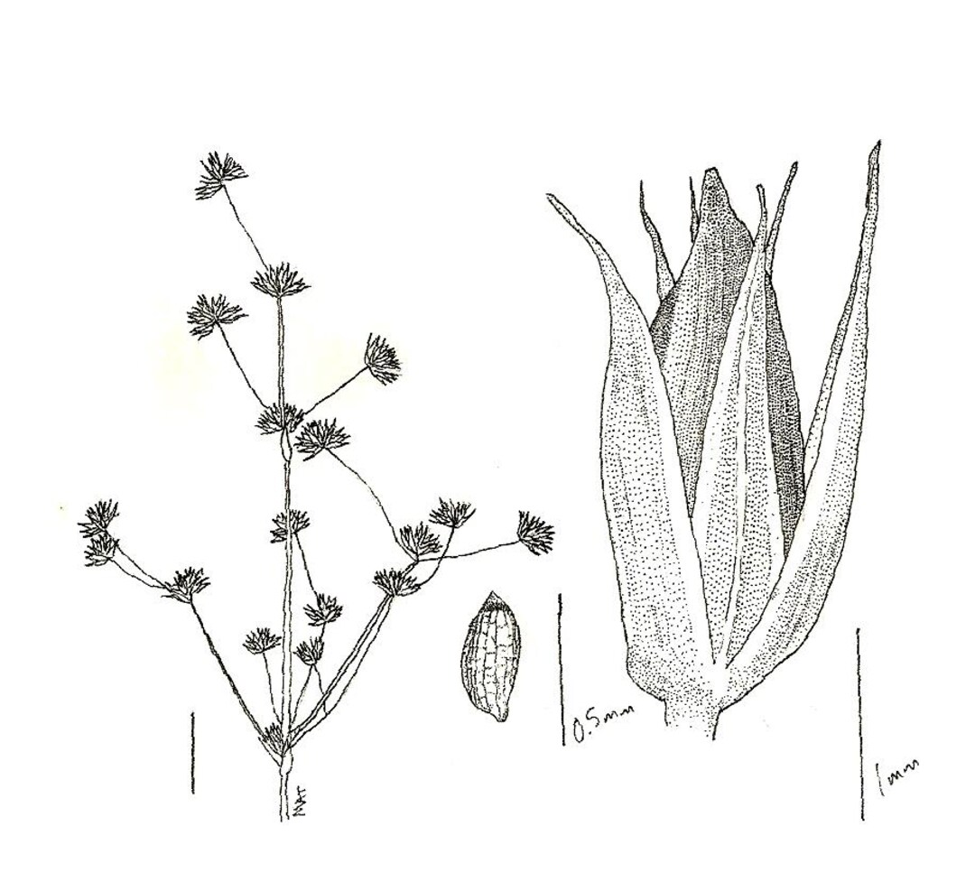 Original Illustration Pen & Ink Michael Terry Signed Juncus Acuminatus ...