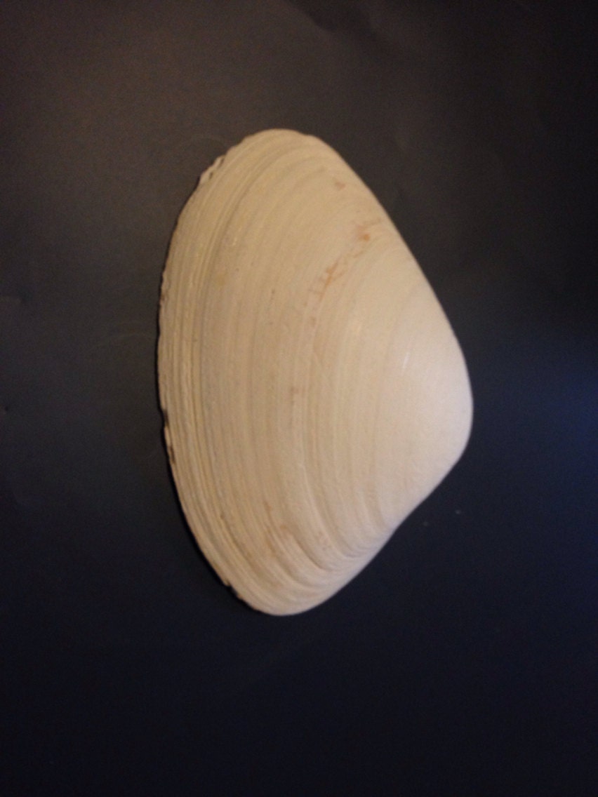 Shell, Beach, Fancy, Unique, Gift, Zentangle Inspired, Sea Shell Art ...