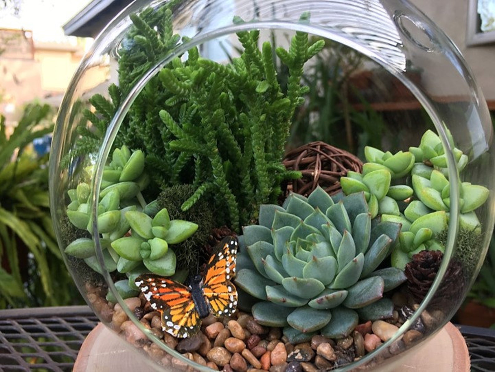 DIY Succulent Terrarium Kit Terrarium Kit woodsy - Etsy