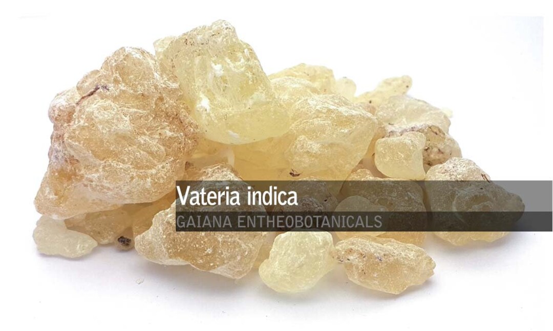 White Dammar Incense, 100% Pure Vateria Indica Resin, Damar Gum, Damar ...