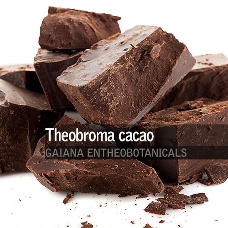 Theobroma Cacao - Etsy