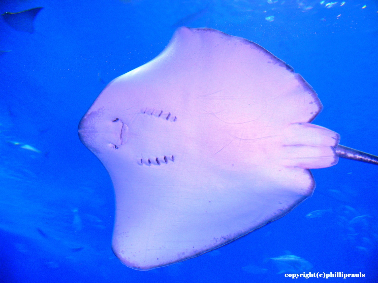 Deepwater Stingray