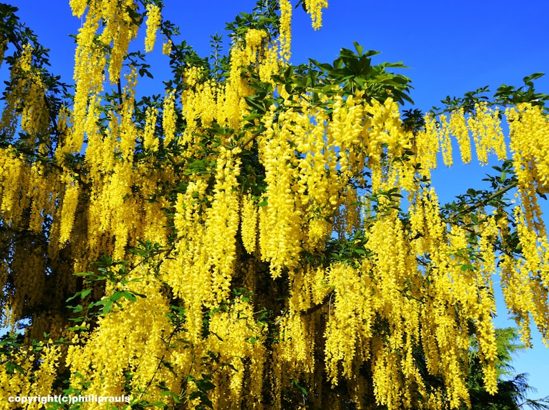 8X10 Glossy Photo Golden Chain Vossi - Etsy