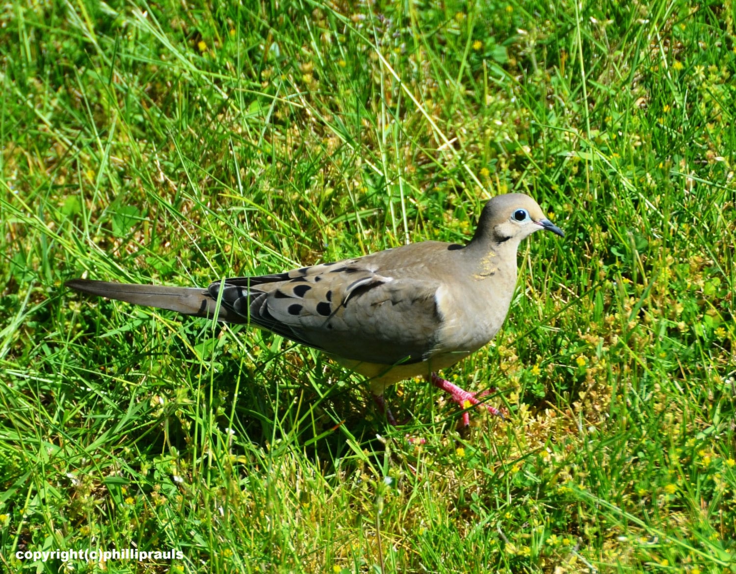 Glossy 8X10 Mourning Dove Color Photo - Etsy
