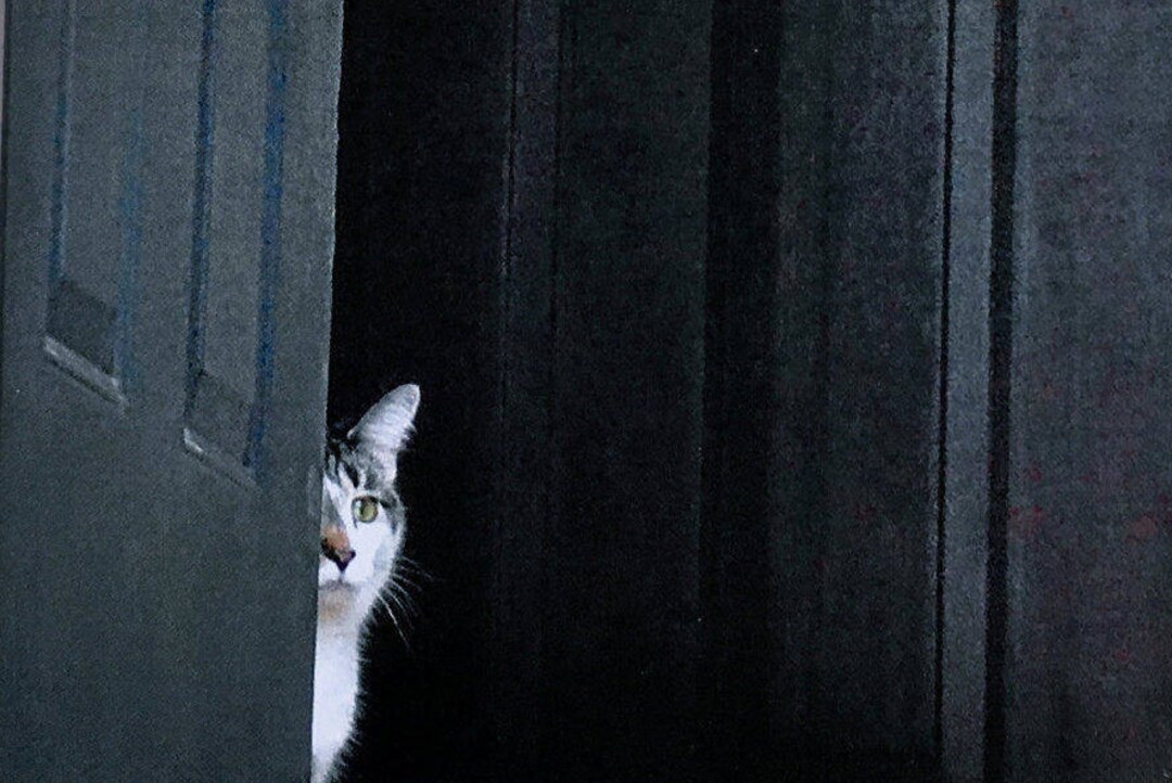 Kitty Wants to Go Out and Play - Cat Greeting Card - Cat Lover's Card ...