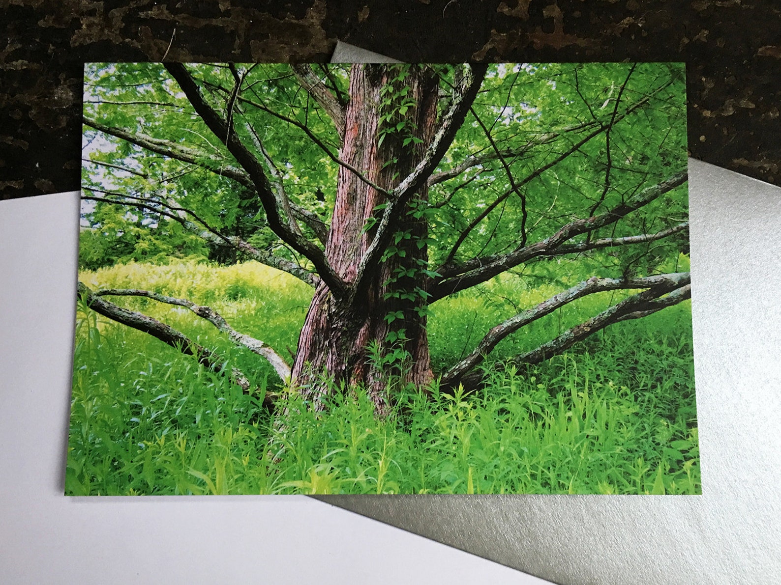 The Wisdom of a Tree - Blank Greeting Card With Envelope - Etsy