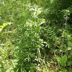 Cleavers Oil Organic Double-infused for Potency Only 2 Ingredients ...