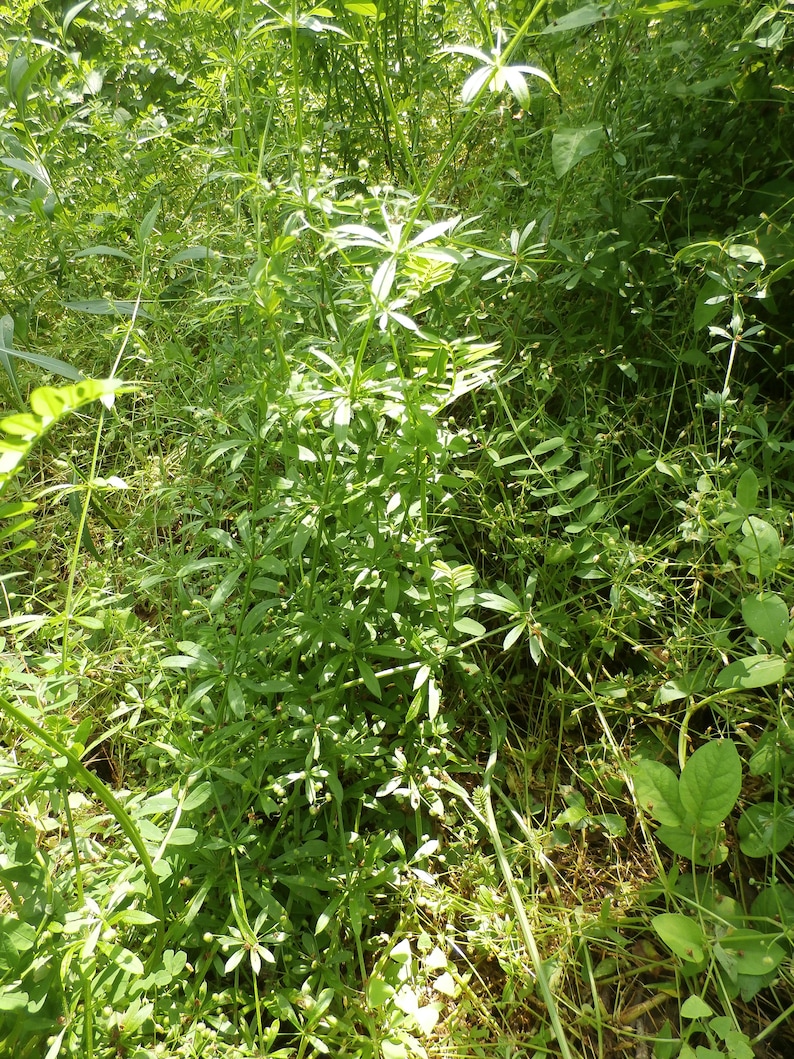 Cleavers Oil Organic Double-infused for Potency Only 2 Ingredients ...