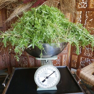 Cleavers Oil Organic Double-infused for Potency Only 2 Ingredients ...