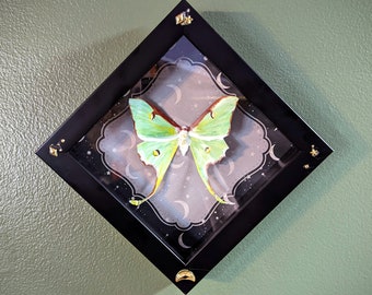 Luna Moth Shadow Box - Etsy