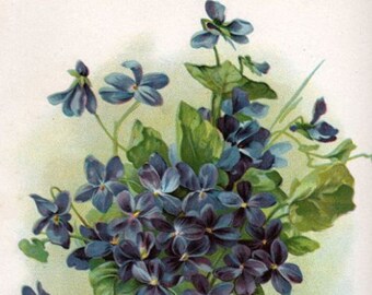 Floral Purple Violets Download Printable Graphic Art Digital | Etsy