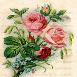 Vintage Botanical Pink Rose Digital Image Illustration Download ...