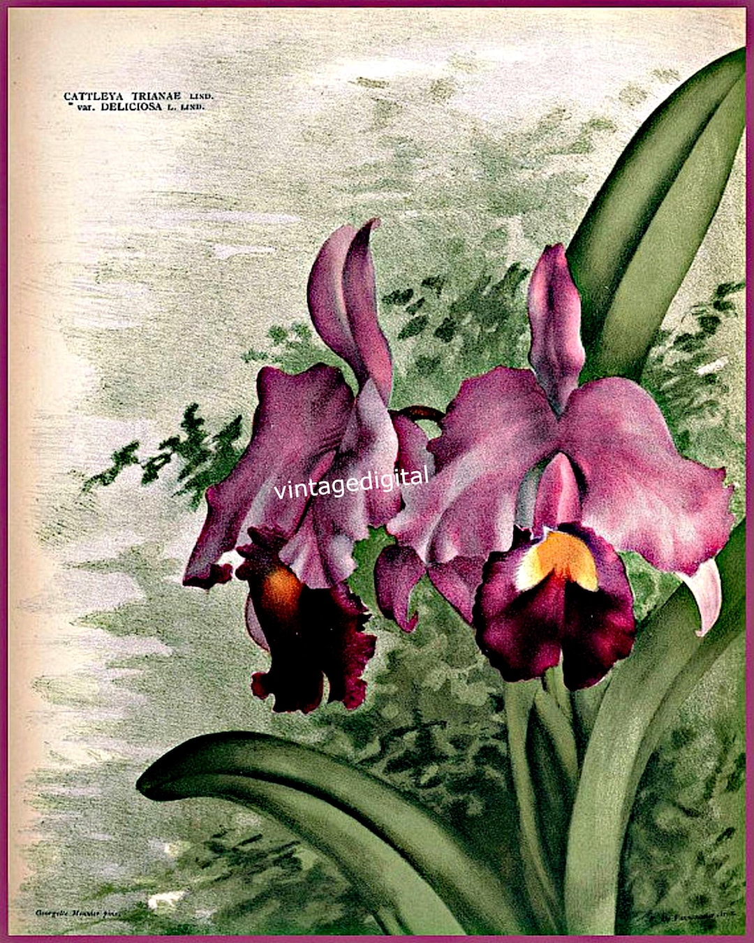 Vintage Orchid Flower Print: Botanical Wall Art Digital Download - Etsy