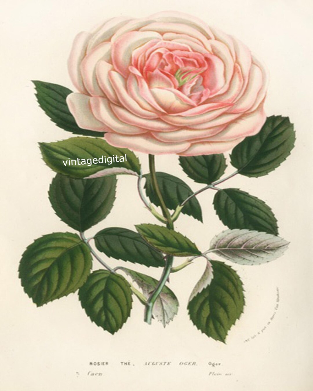 Vintage Pink Blush Rose Flower Print Art Graphic Download Printable ...