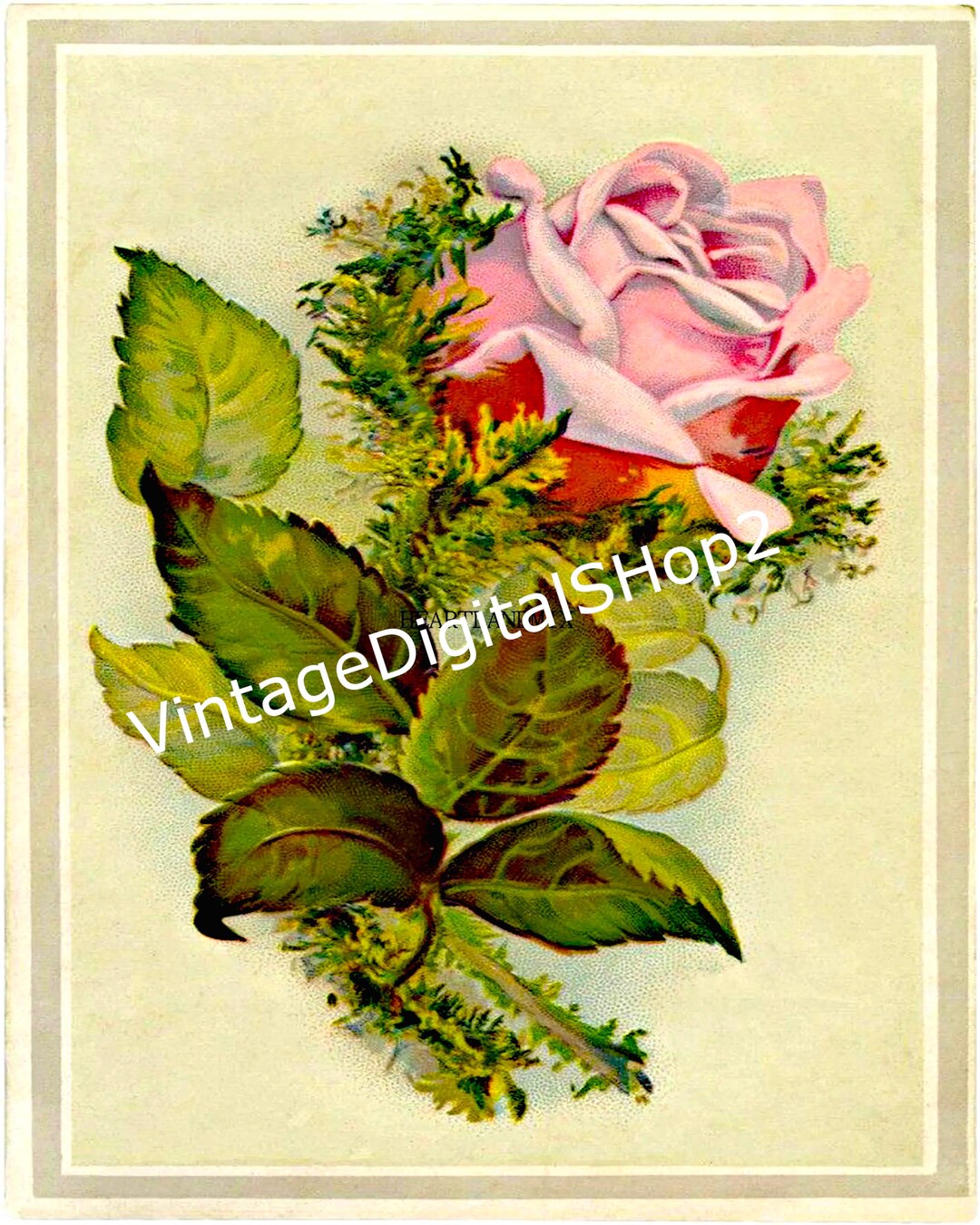 Antique Vintage Botanical Single Pink Rose Digital Image Illustration ...