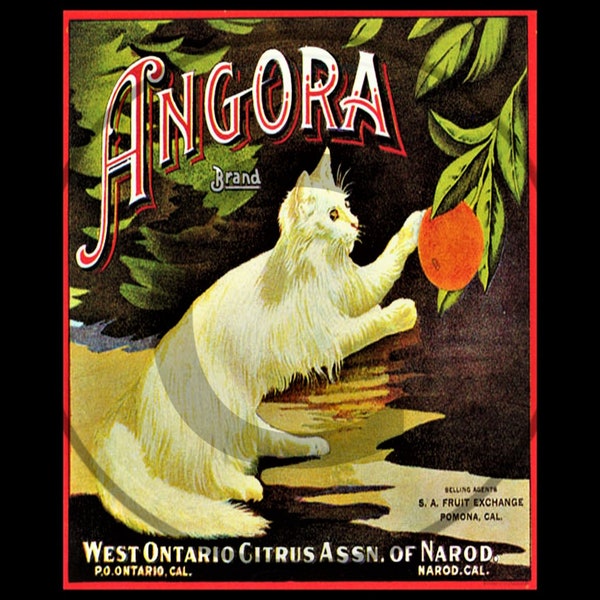 Turkish Angora Cat - Etsy