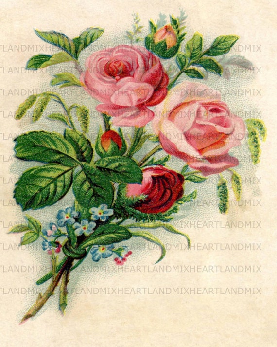 Vintage Botanical Pink Rose Digital Image Illustration - Etsy