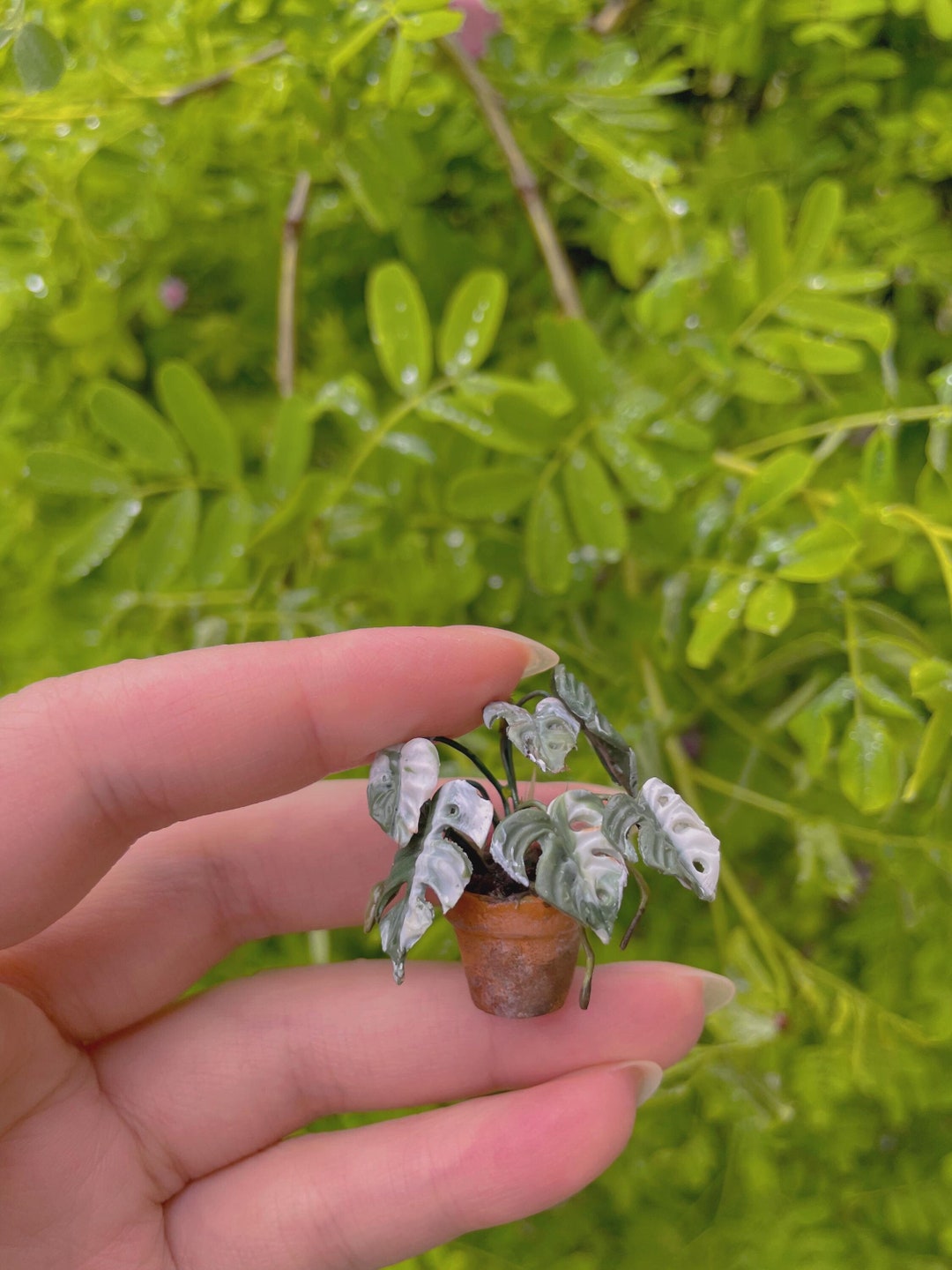 Miniature Polymer Clay Plant Caladium White Variegated Monstera Pink ...