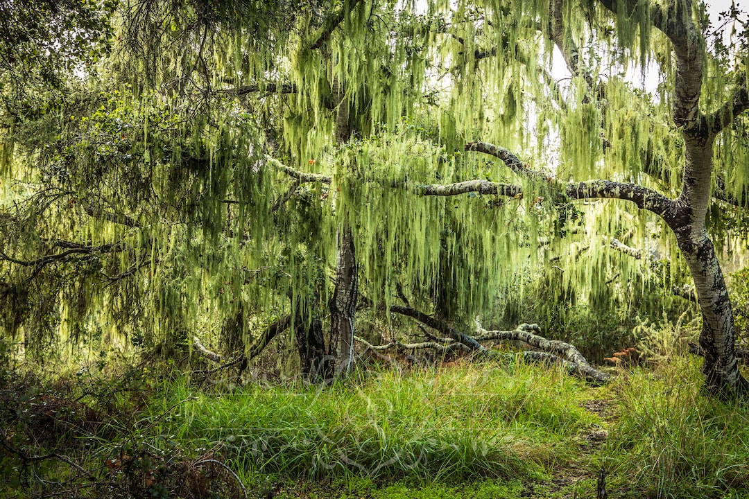Forest Backdrop for Fairies, Digital Backdrop, Enchanted Forest ...