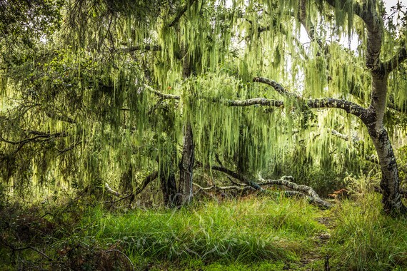 Forest Backdrop for Fairies Digital Backdrop Enchanted | Etsy