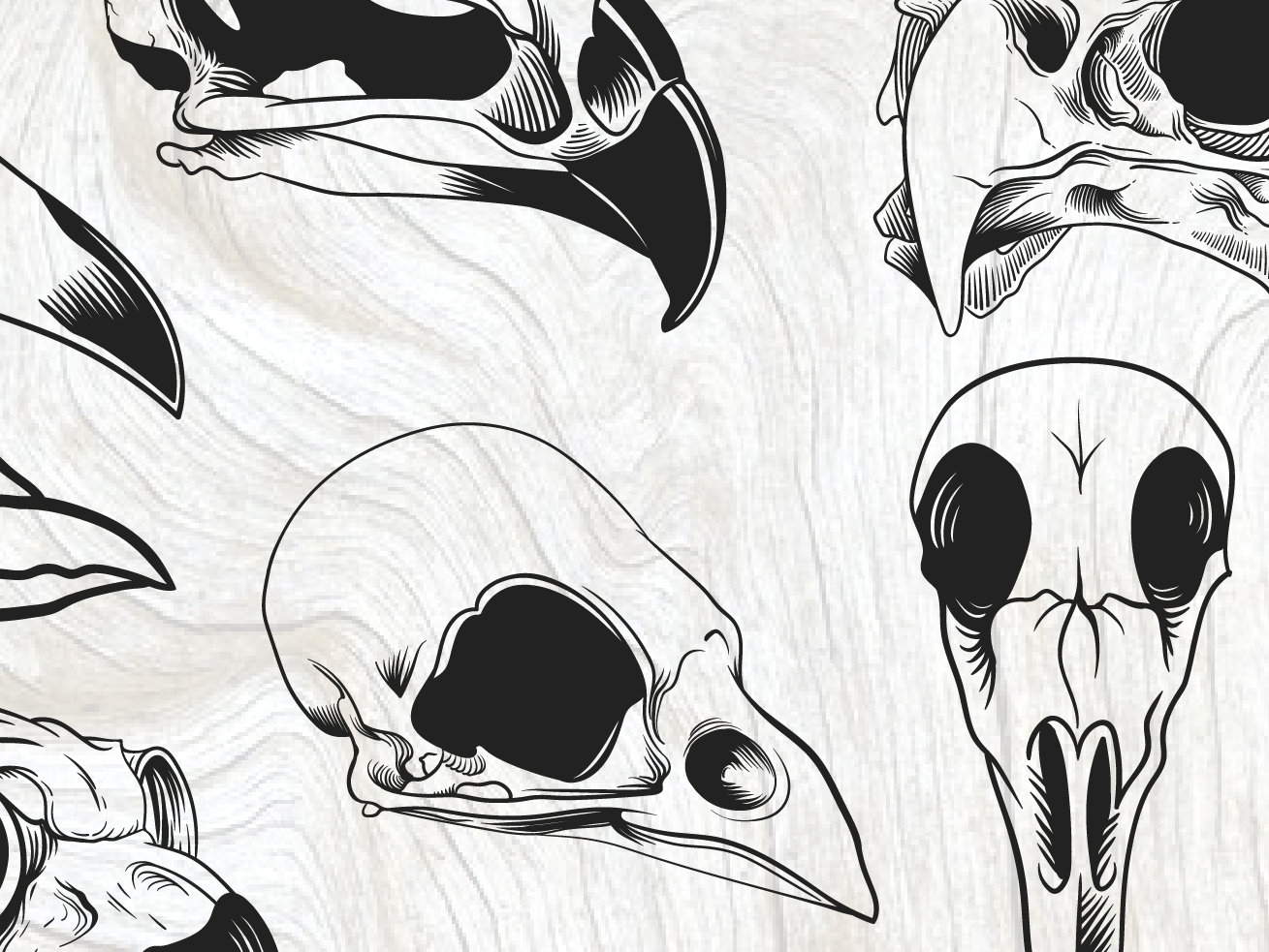 Bird Skull Svg Bundle, Raven Vector, Bird Head Dxf, Eagle Skull Cut ...
