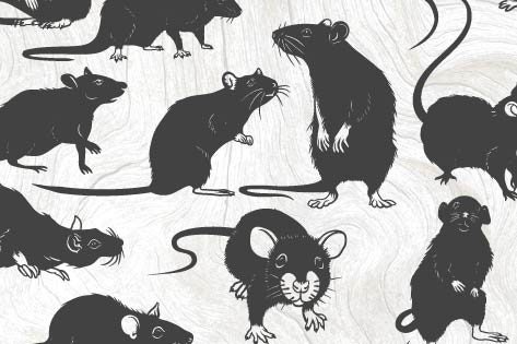 Rat SVG, 16 Options Vector Rats Pack, Linocut Stile Clipart, Animal Svg ...