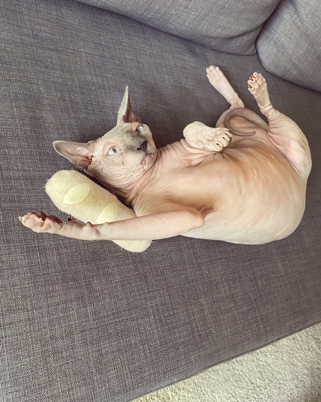 Turkey Leg , Baguette Catnip and Kicker Cat Toy - Etsy