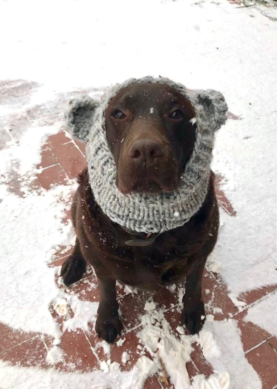 Bear Shood for Dog - Etsy