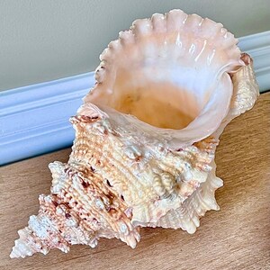 Large Conch Shell Set of Two Beach Home Decor, Beach Theme Weddding ...