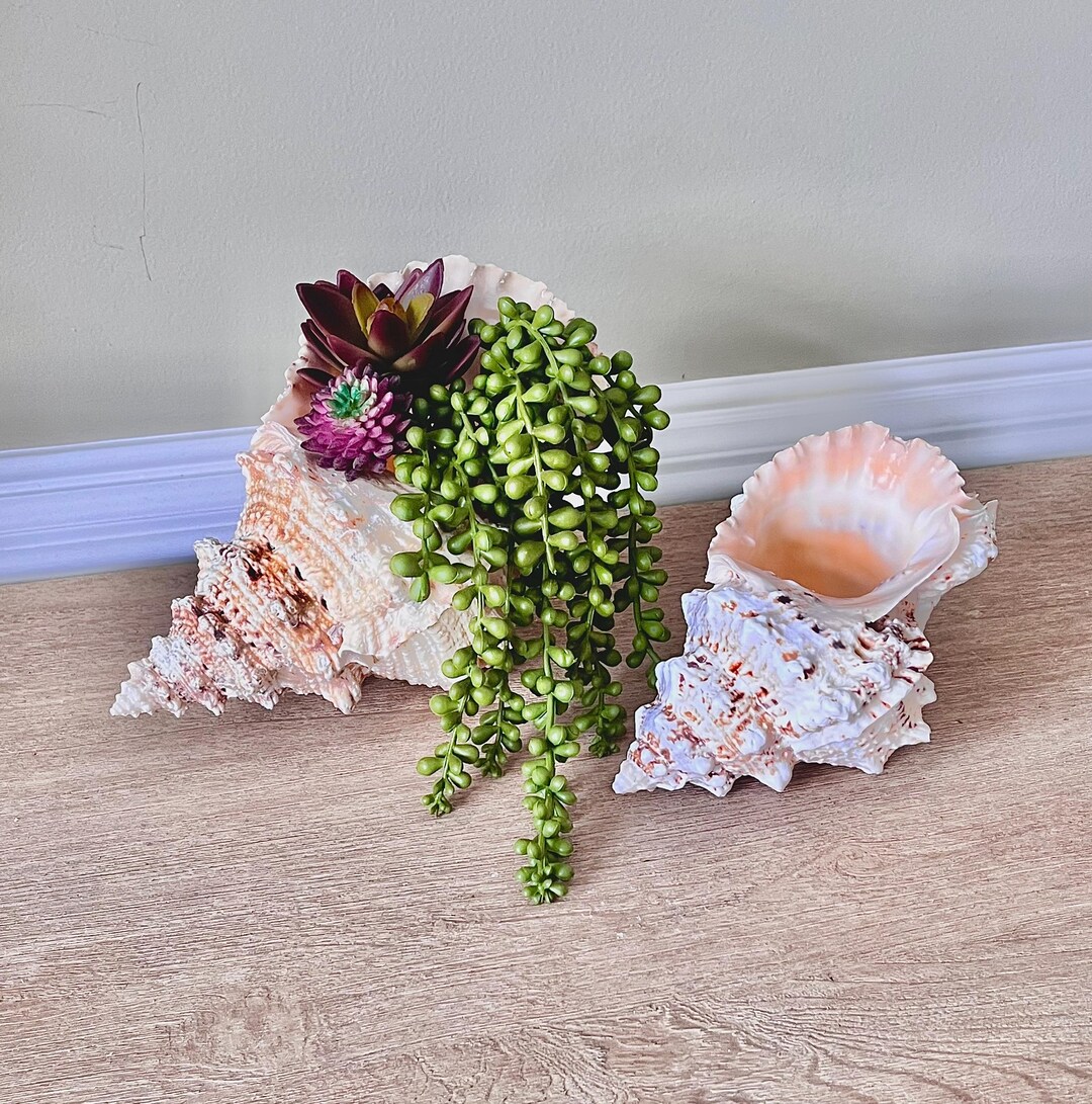 Large Conch Shell Set of Two Beach Home Decor, Beach Theme Weddding ...