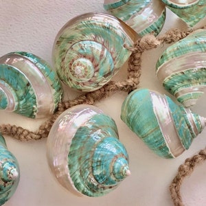 Turquoise Shell Garland, Beach Decor, Home Decor, Large Shell Garland ...